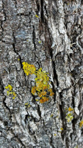 Particle 101: Lichens | Particle