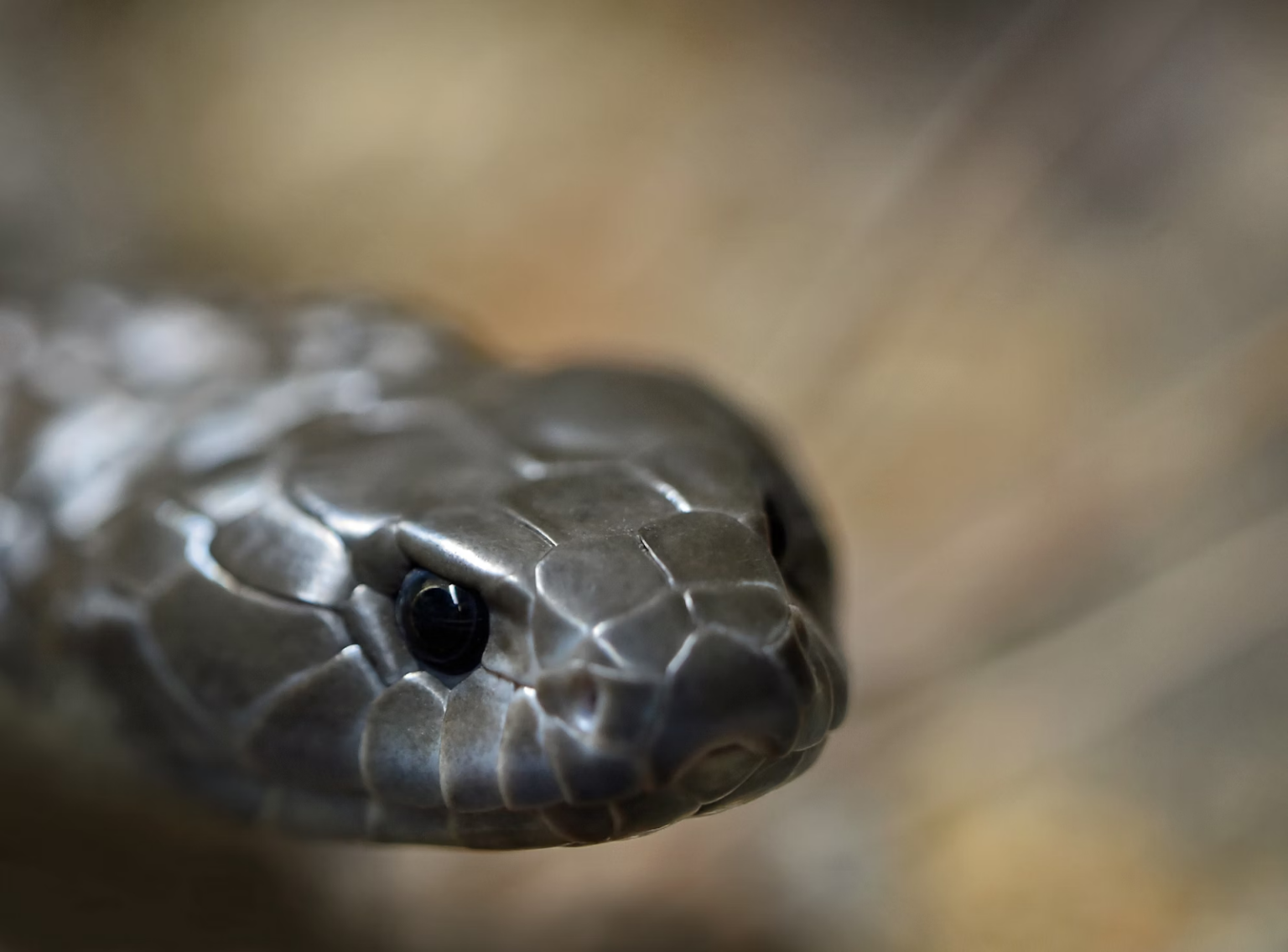 The mysterious history of the snake-infested WA island | Particle