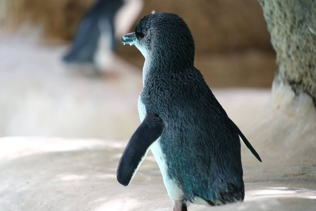 The Secret Life of the Pilbara Olive Python | Particle