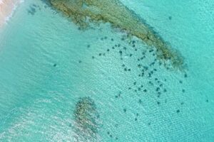 THE BATTLE AGAINST BUFFEL GRASS | Particle