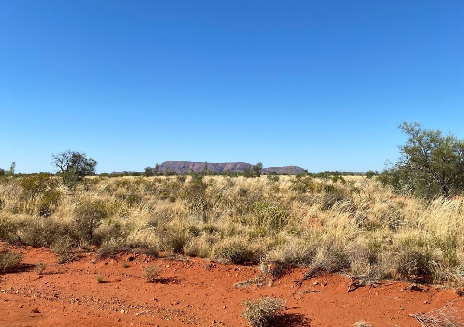 THE BATTLE AGAINST BUFFEL GRASS | Particle