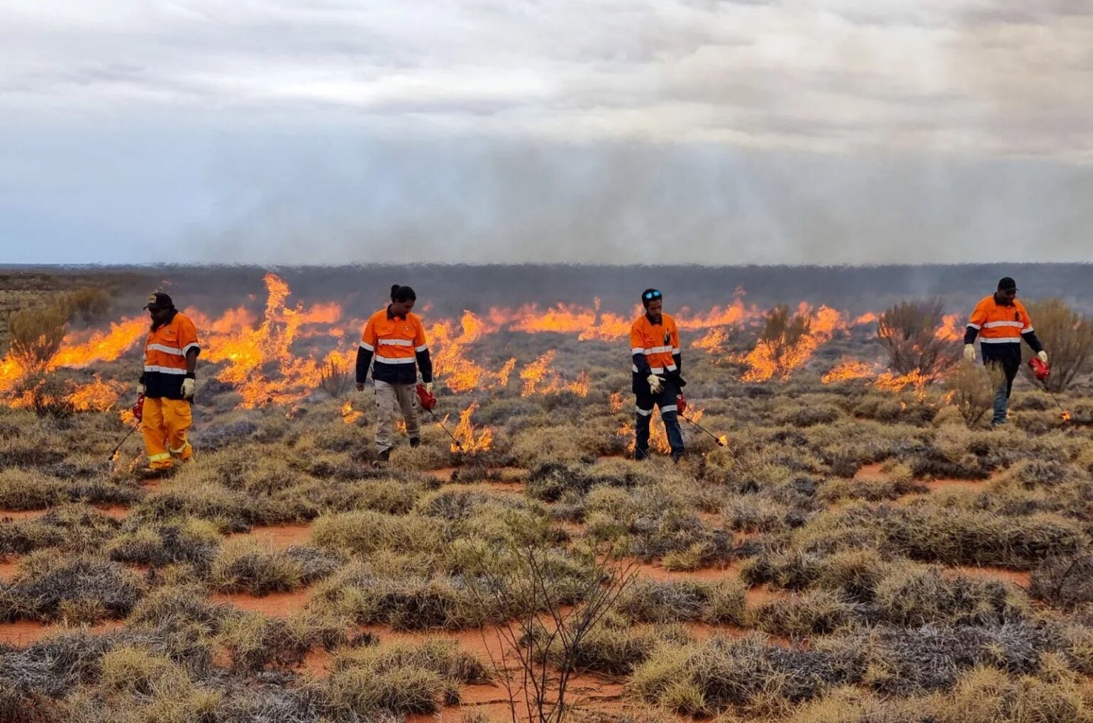 THE BATTLE AGAINST BUFFEL GRASS | Particle