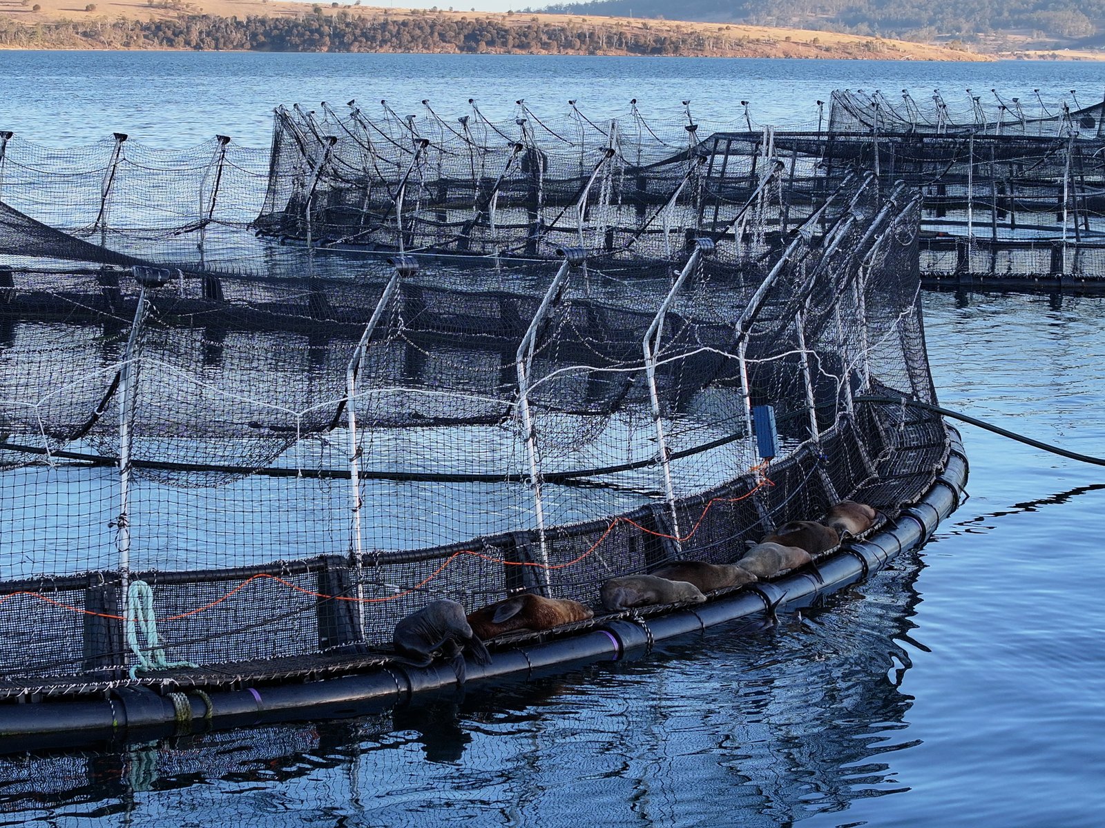 Salmon farming: The good, the bad and the ugly | Particle