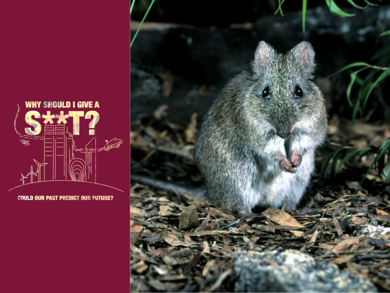 The Secret Life of the Pilbara Olive Python | Particle