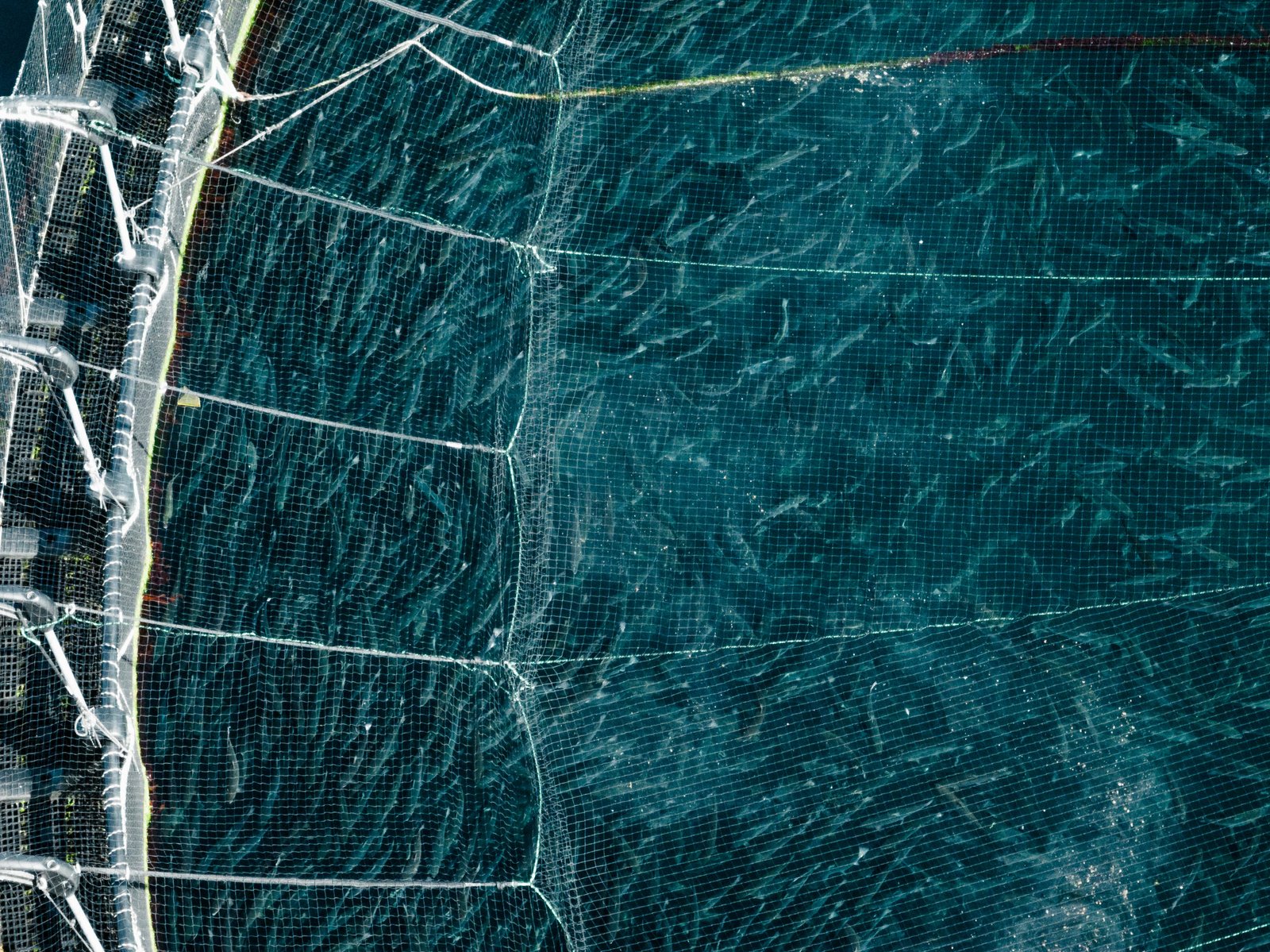 Salmon farming: The good, the bad and the ugly | Particle