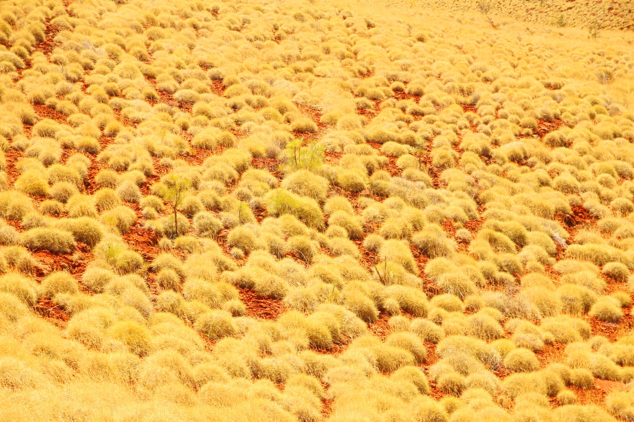 THE BATTLE AGAINST BUFFEL GRASS | Particle