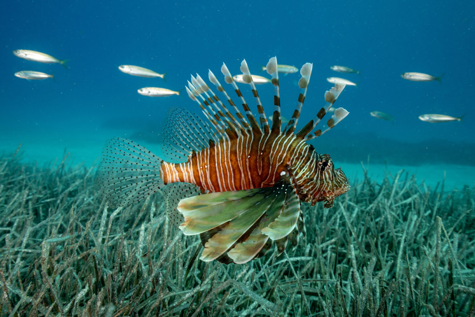 The Secret Life of the Pilbara Olive Python | Particle