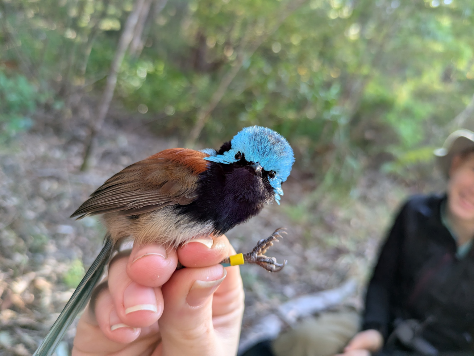 The Radical World of Red-Winged Fairy Wrens | Particle